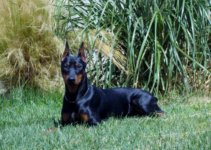 Home | ThunderPaws German Pinschers
